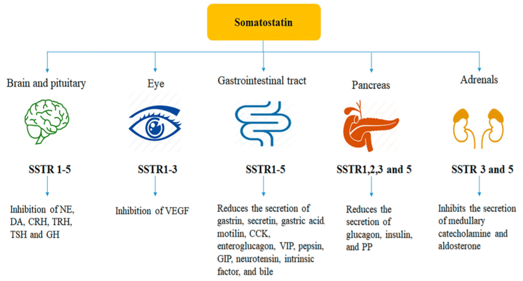 Somatostatin - The International Peptide Society