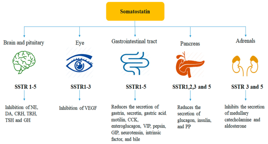 Somatostatin - The International Peptide Society